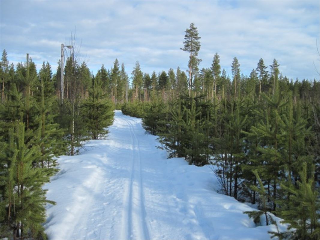 Furudal 2,5 - 12 km | Visit Dalarna