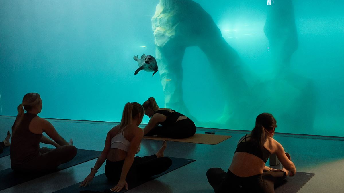 Arctic yoga, Welcome to Polaria Stiftelsen Polaria