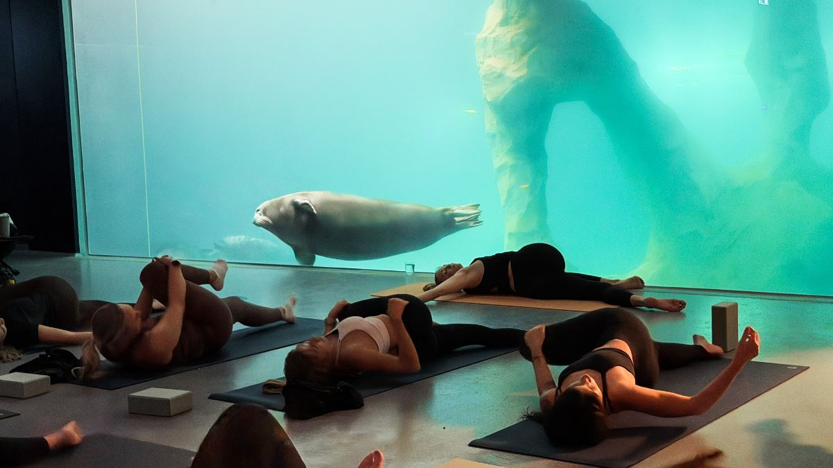 Arctic yoga, Welcome to Polaria Stiftelsen Polaria