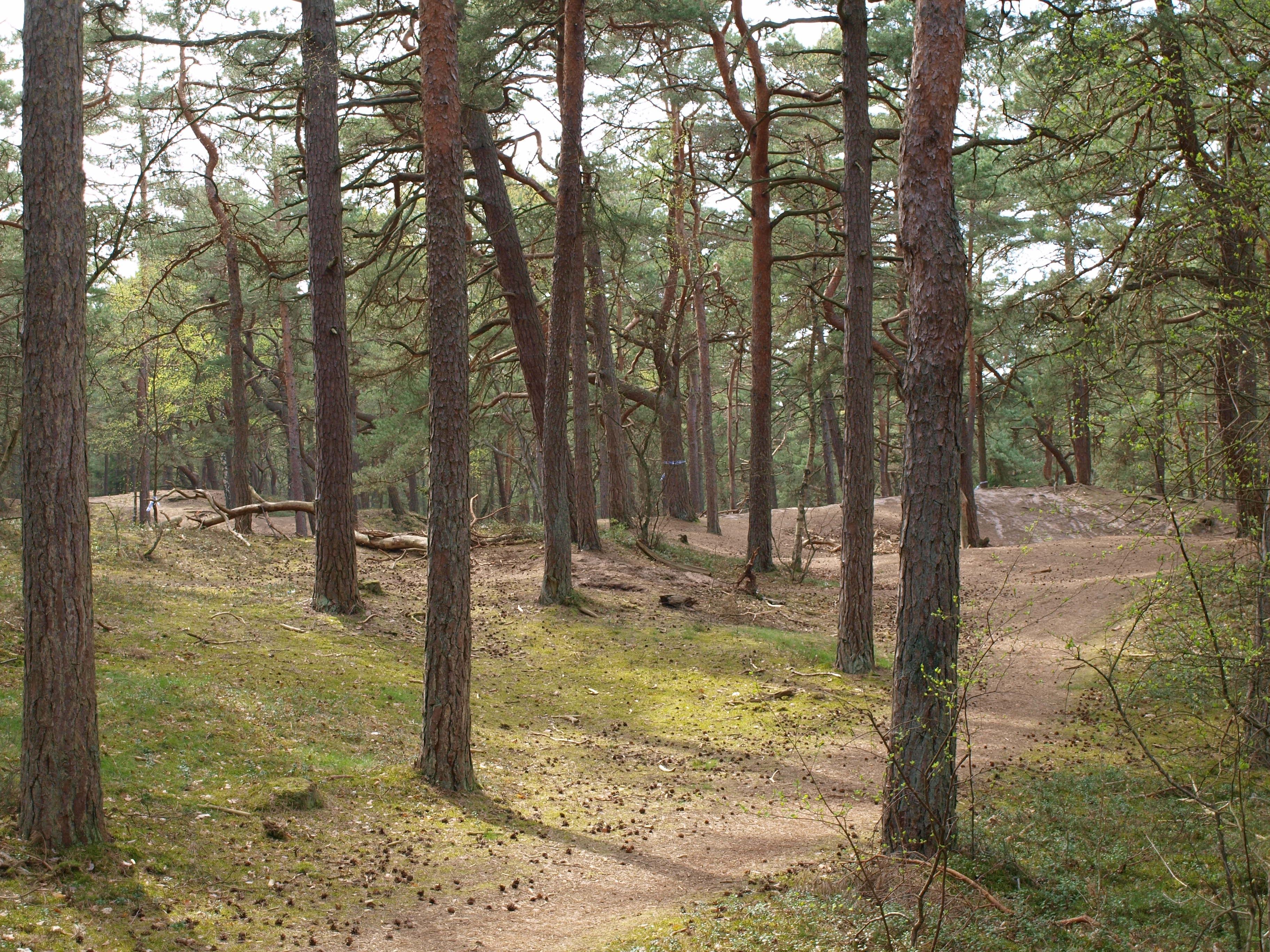 Ängeholm | Forest beach, Nature attractions, Ängelholm