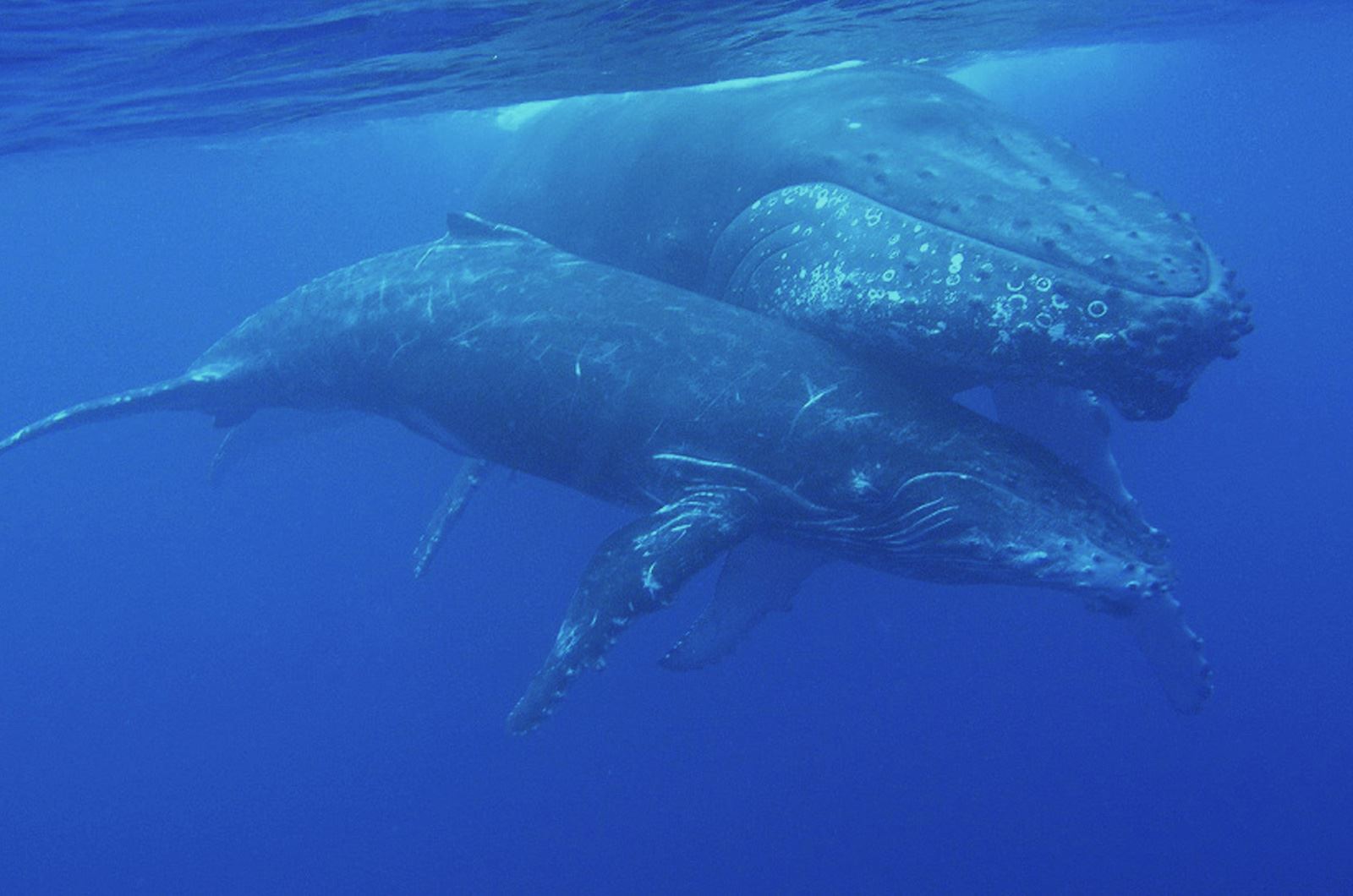 O Sea Bleu, Plongée, Découverte, Saint Gilles