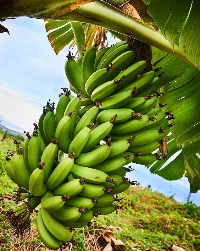 Citron galet (Le)***, Détails d'hébergement