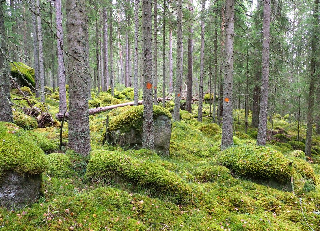 Gryssenrundan 4,2 km | Visit Dalarna