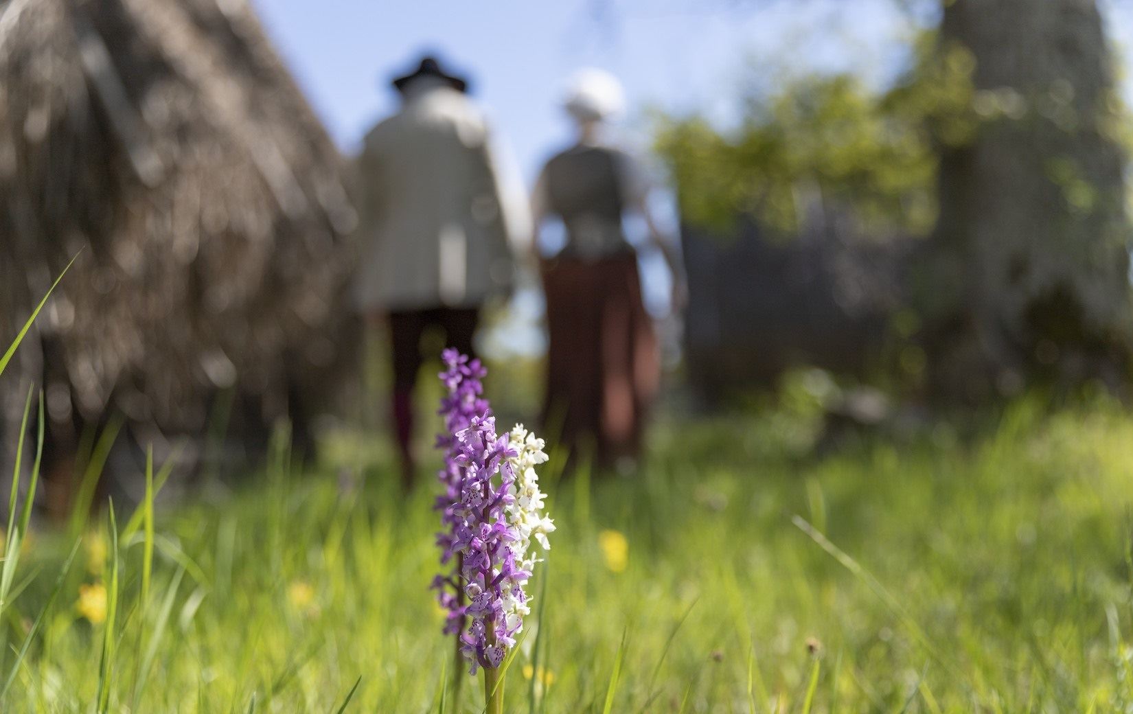 A walk in folklore at the Bunge Museum Destination Gotland