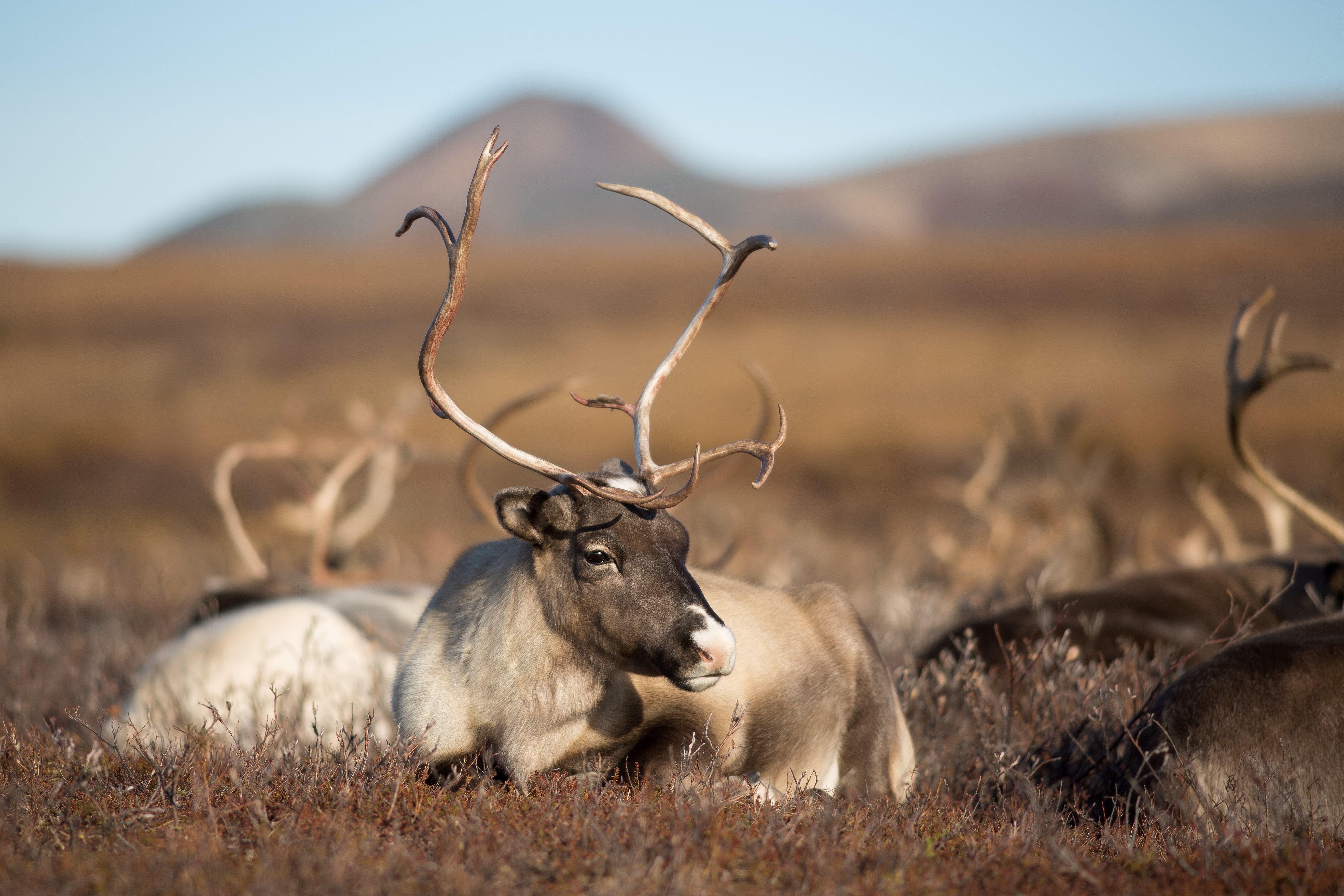 Book Finnmark | A day with the reindeer herd