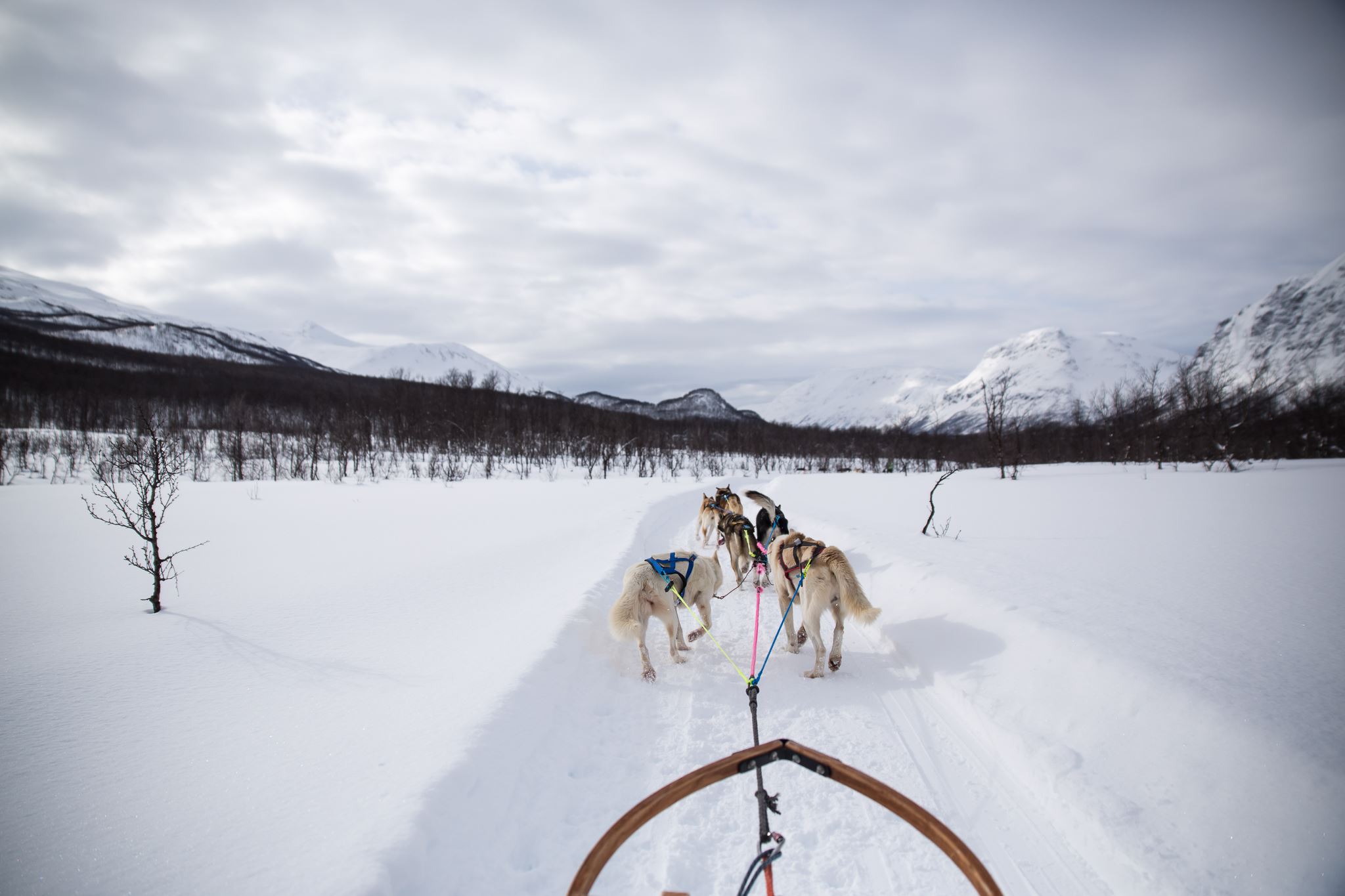 Tromsø Dog Sledding - morning, Husky/Dogsledding, Animals