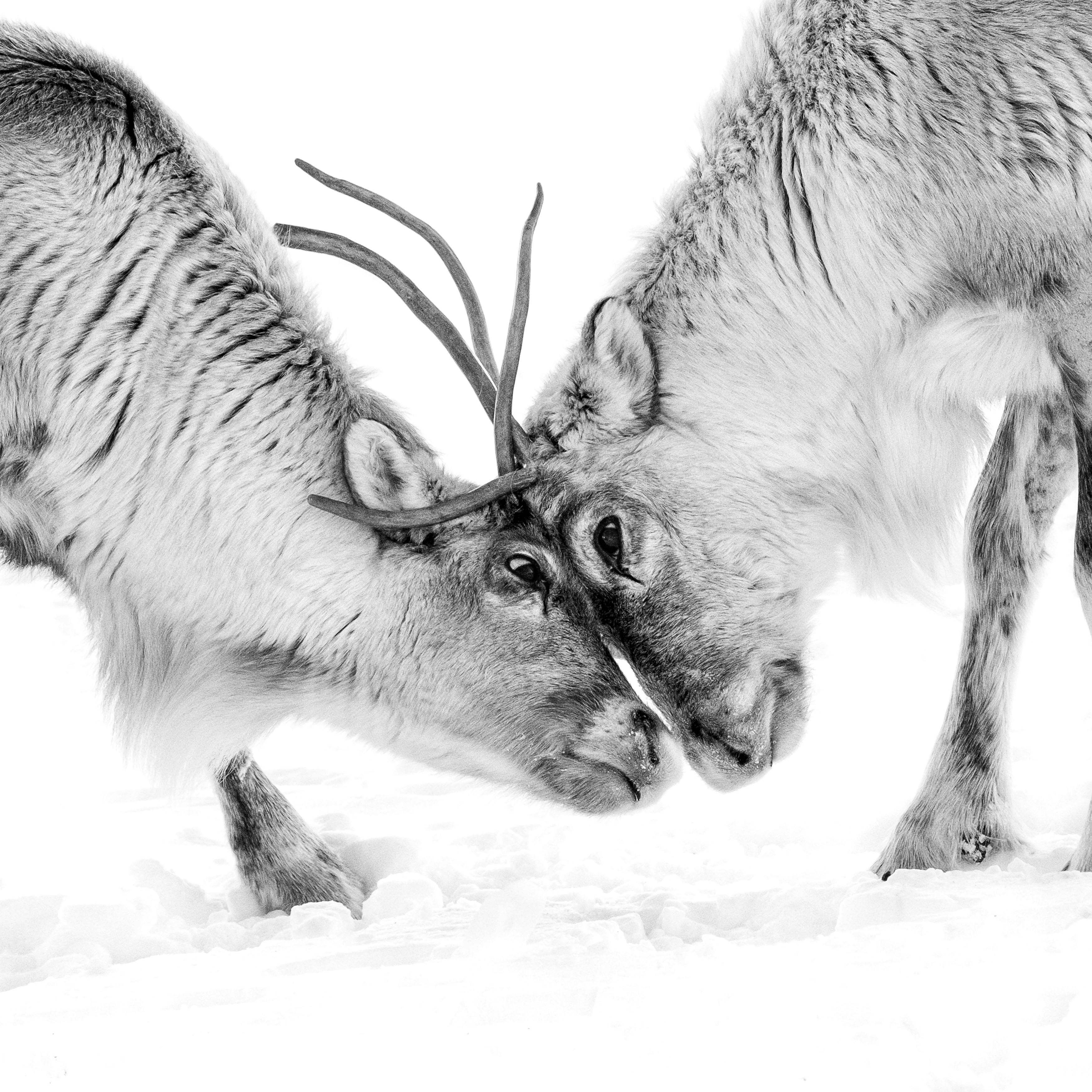 Travel with The Arctic Route from Tromsø and visit Polar Park