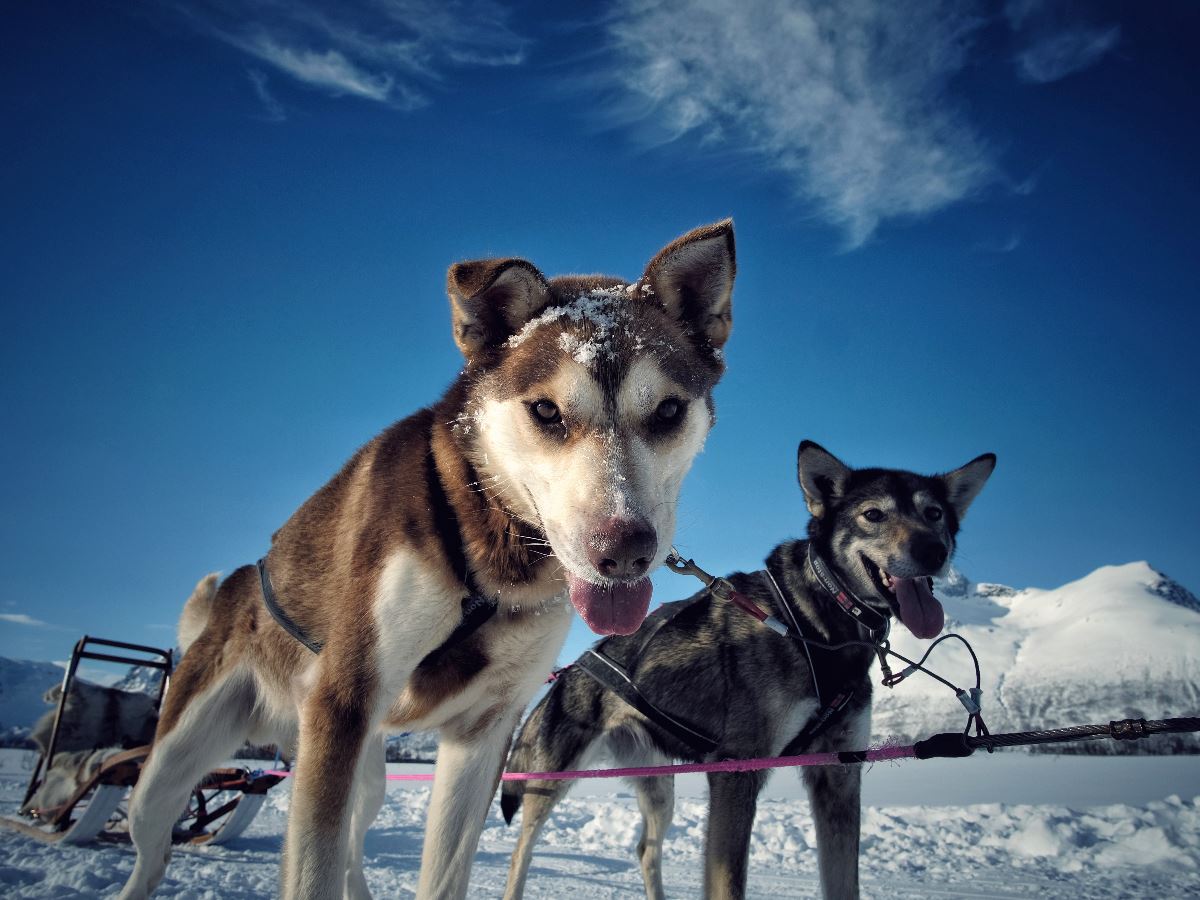 Tromsø Dog Sledding - morning, Husky/Dogsledding, Animals
