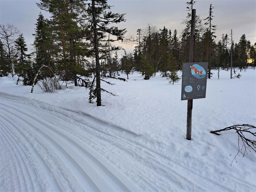 Prins Gabriels skidled på Koppången | Visit Dalarna