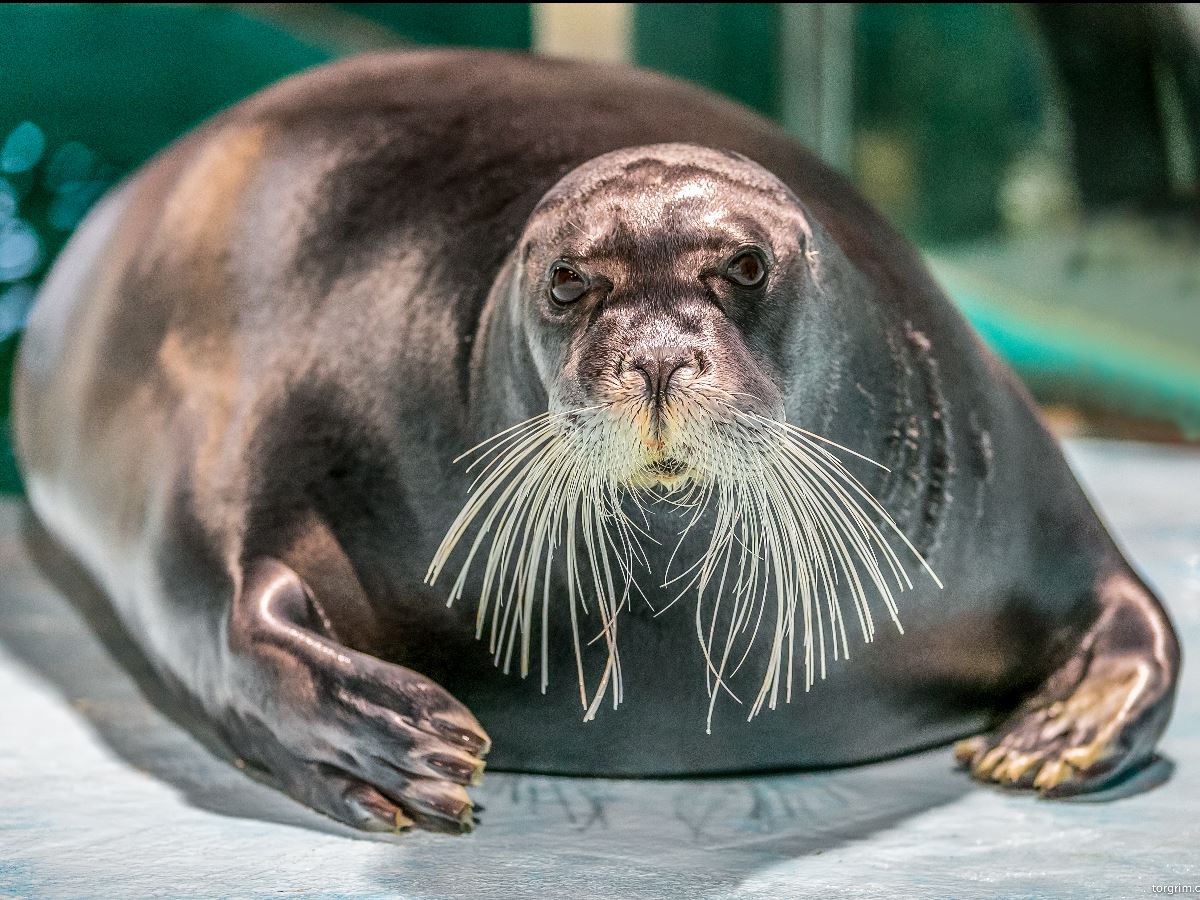 Inngangsbillett Stiftelsen Polaria