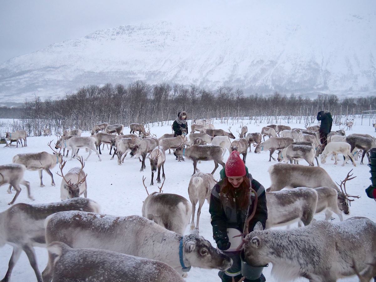 Sami People Reindeer What You Need To Know About The Sámi National